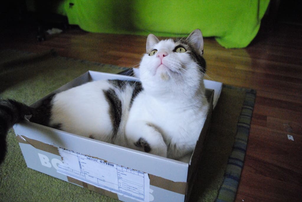 Pisici colorate -Corcodus.ro de Alaxandra